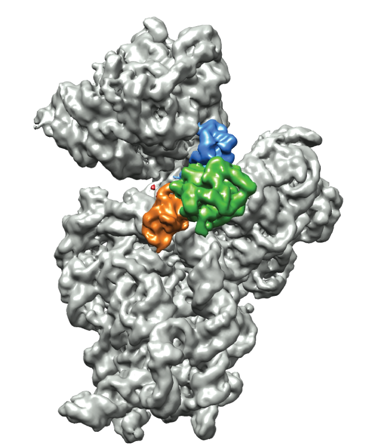 Blog – Connell Lab